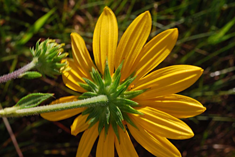Space Coast Wildflowers: Muck Sunflowers, October 7, 2012