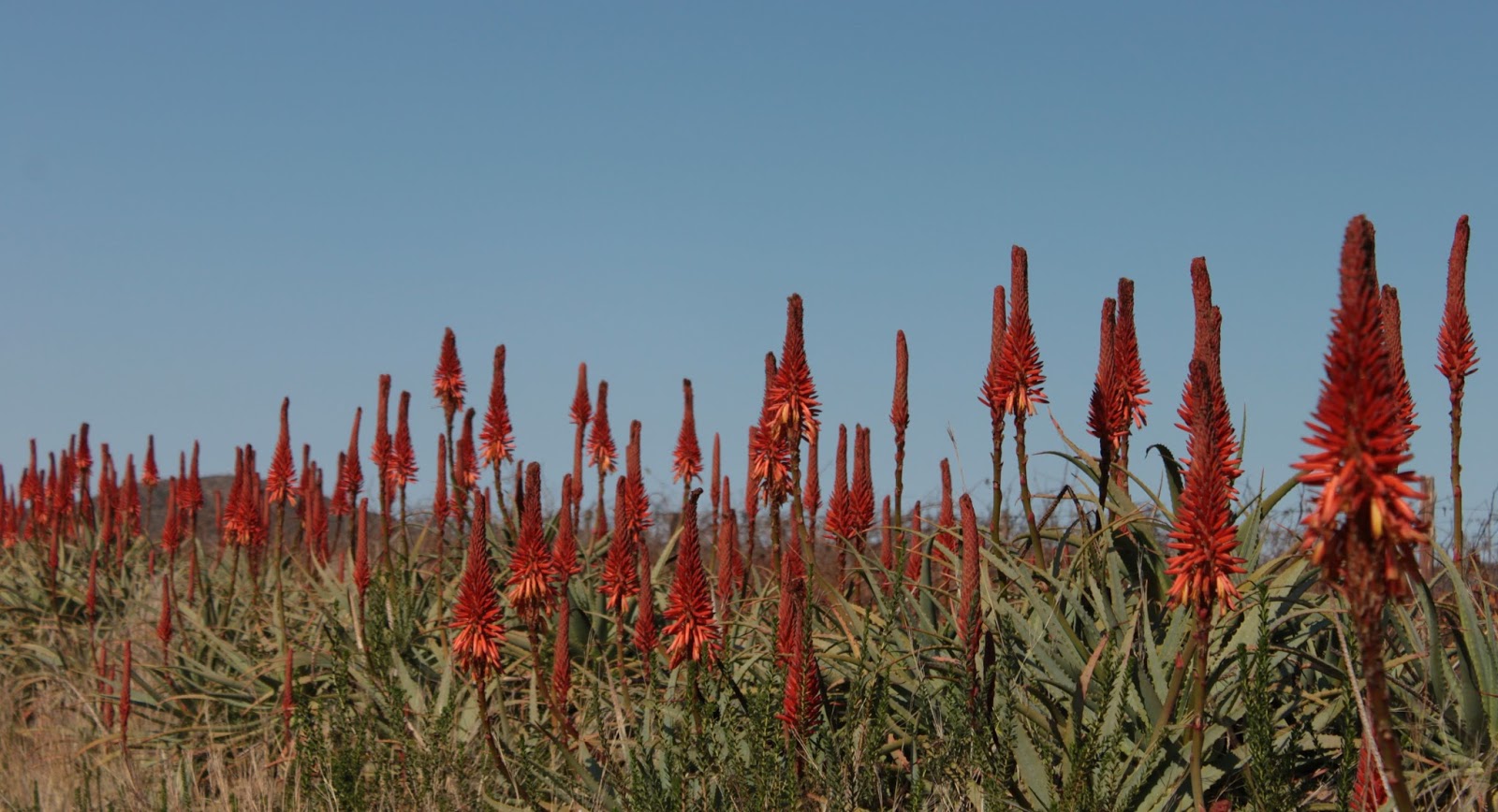 Towerwater Aan De Breede: Ode vir ‘n Rooi Aalwyn