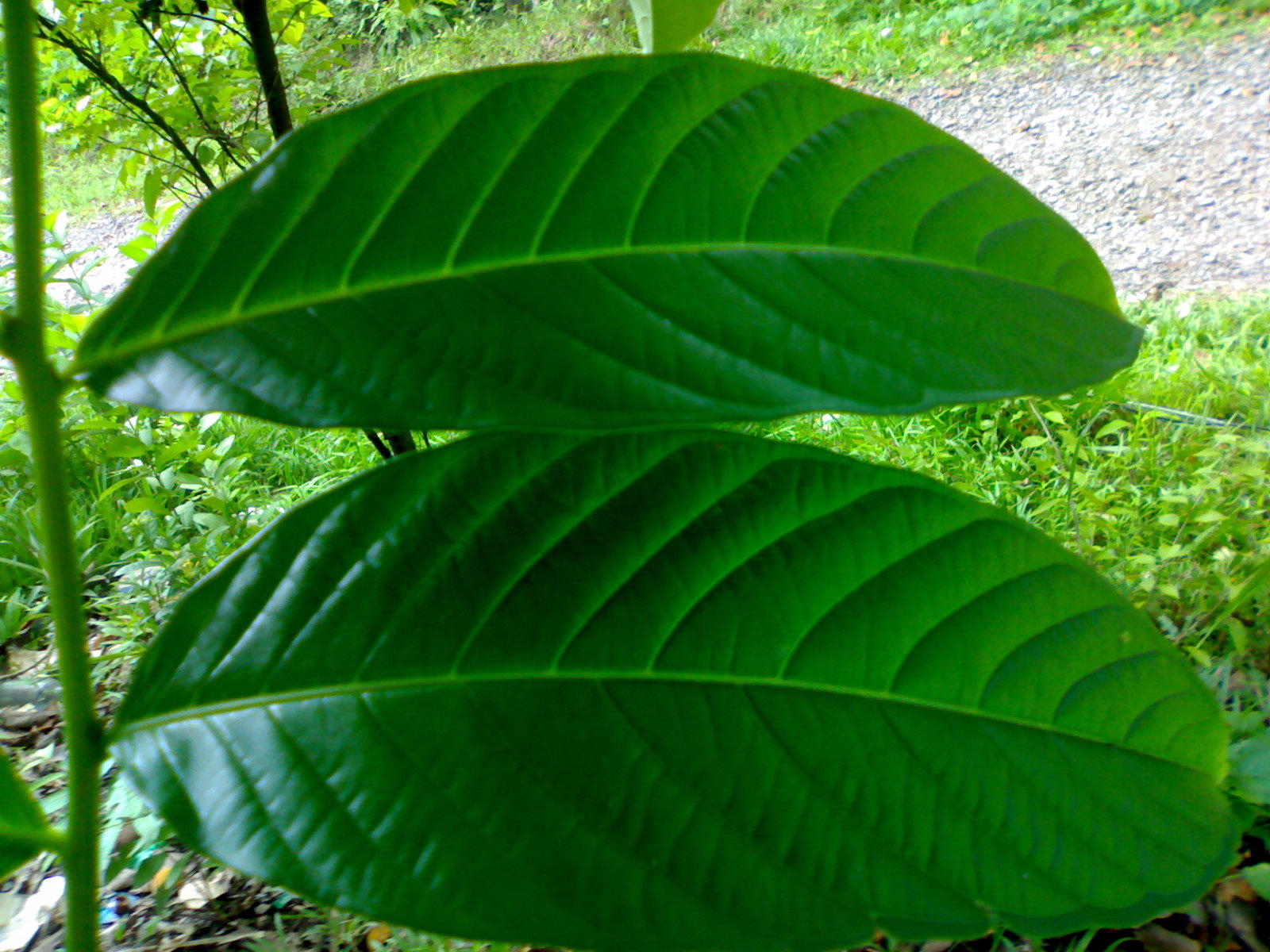 Green Leaf: How To Make Banaba Capsule