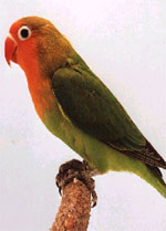 Criadouro Santa Tereza D'avila: Agapone