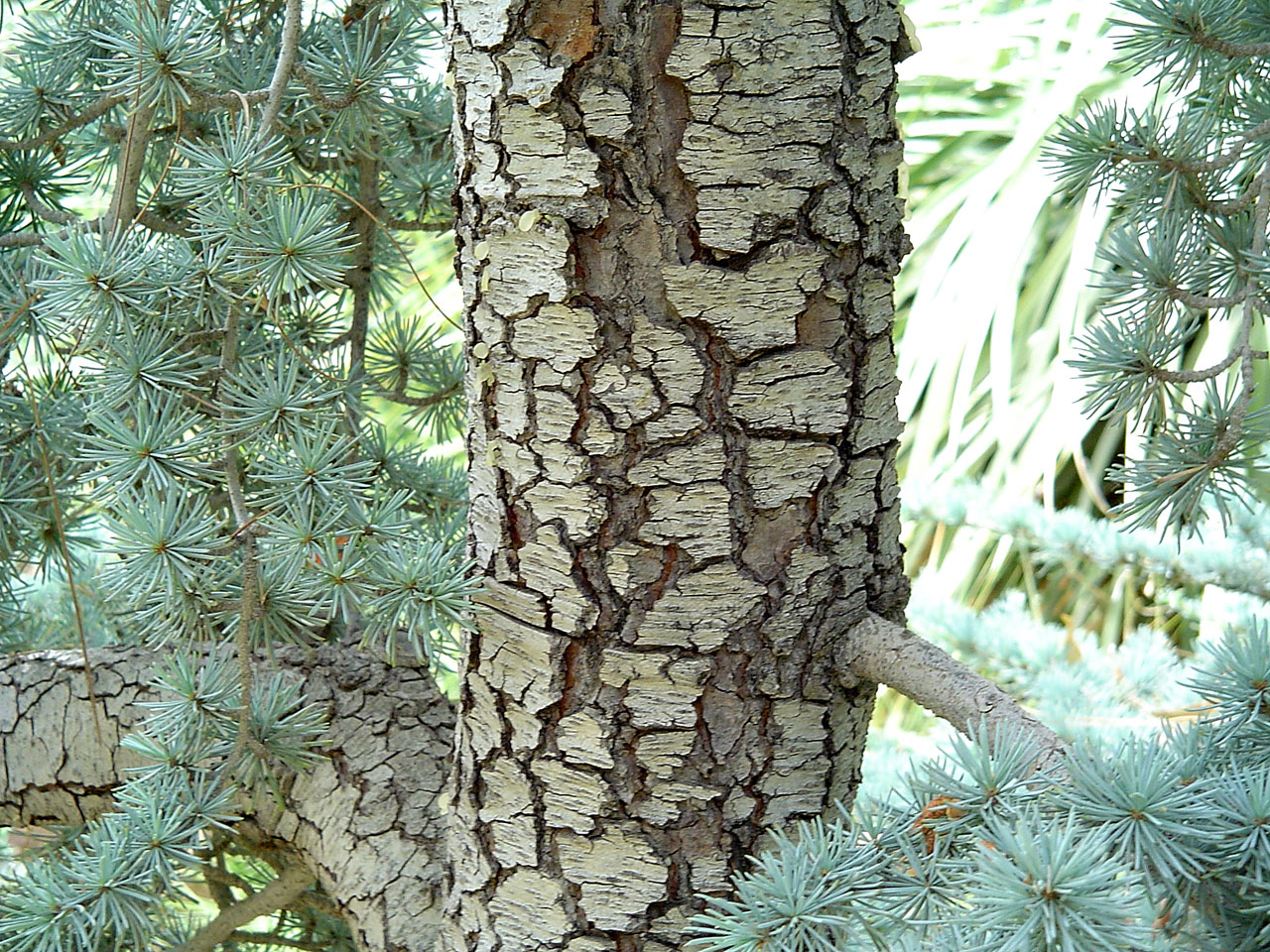 Trees Planet: Cedrus atlantica - Atlas Cedar