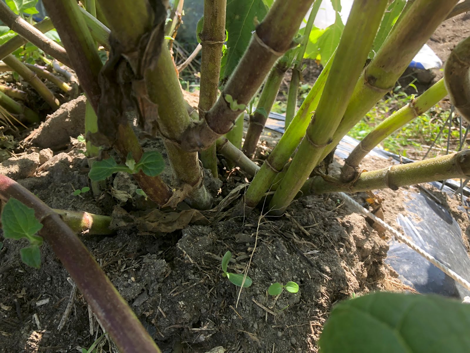 ヤーコン芋の初収穫はお預けにして、ヤーコンの葉で今年2度目のお茶作り。落花生2度目の収穫は苗2本にとどめた。 - 福岡ミミズ日記