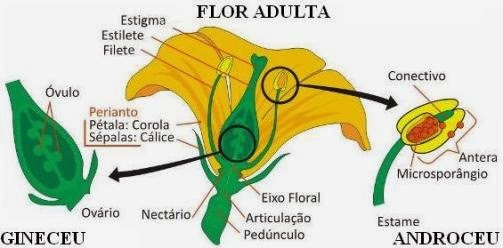 Biologando: Aula: Anatomia dos órgãos reprodutivos (Flor, Fruto e Semente)