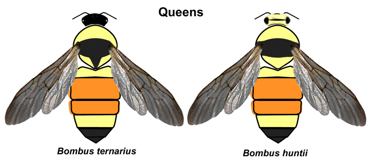 The Home Bug Garden: Bumbling with Bombus: Chives, Bumblebees & Corrections