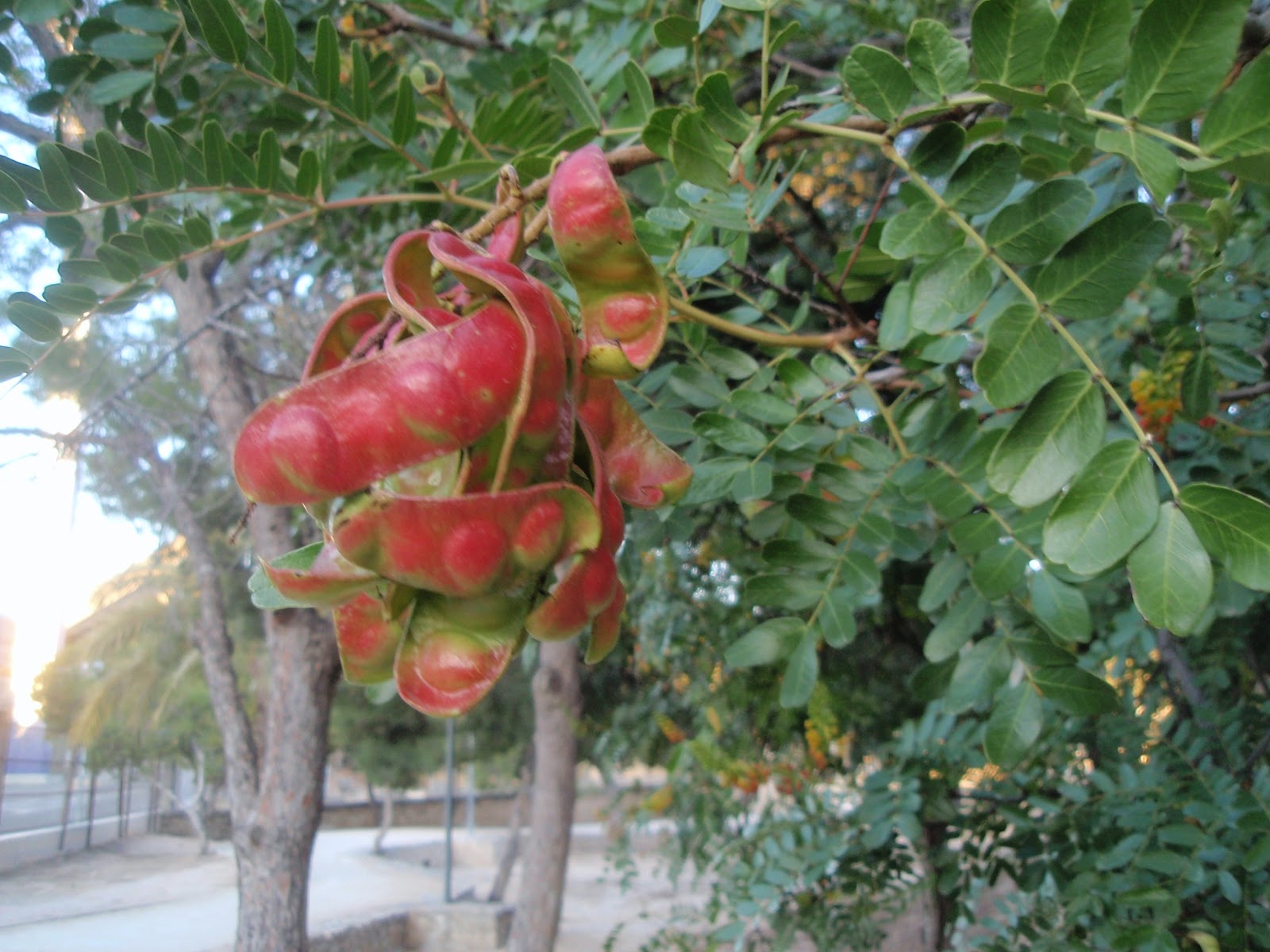 HERBARIO VIRTUAL DE BANYERES DE MARIOLA Y ALICANTE: Caesalpinia spinosa ...