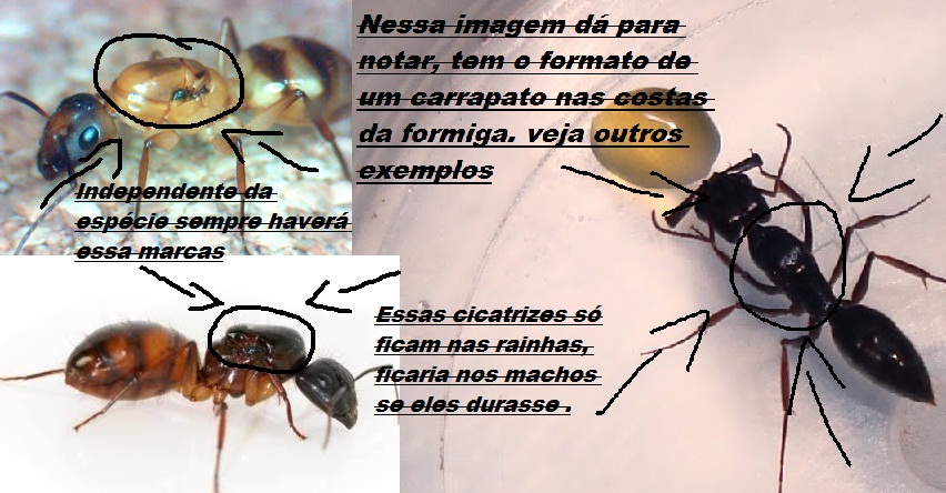 O Império Myrmex: Como capturar uma Formiga Rainha (Formiga Fertil ...