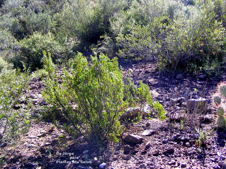 PLANTAS MEDICINALES A TU SALUD: Safari recolector