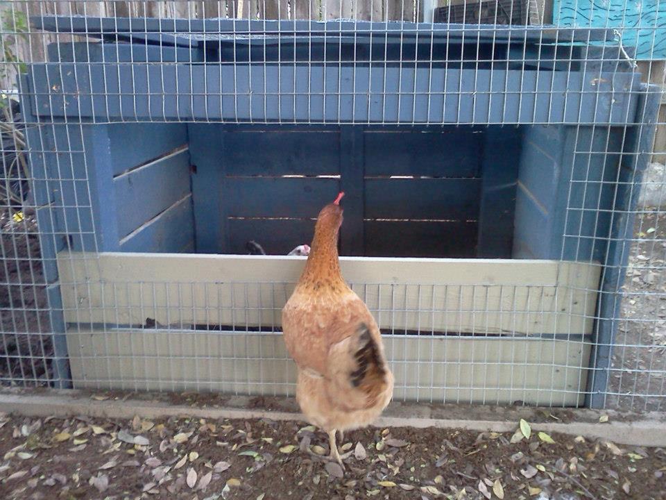 Making compost with chickens | Joseph's sci-tastic adventure