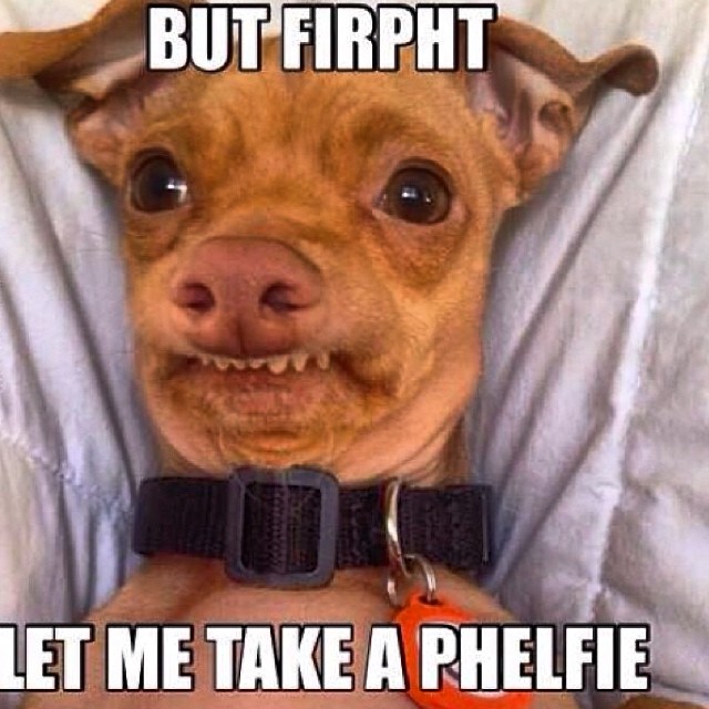 Phelfie Dog