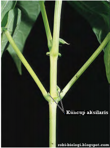 SITOKININ - BELAJAR BIOLOGI