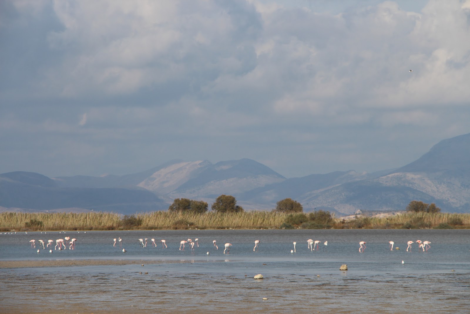 Bird watching in Kos |Discovering Kos and the surrounding islands