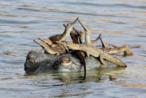 Gharial- The fish eating crocodile
