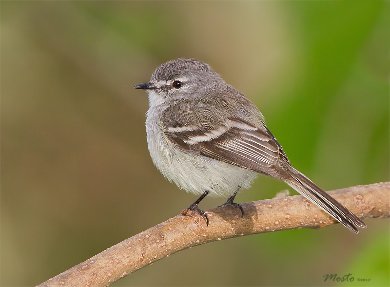 AVES NUESTRAS: PIOJITO COMUN