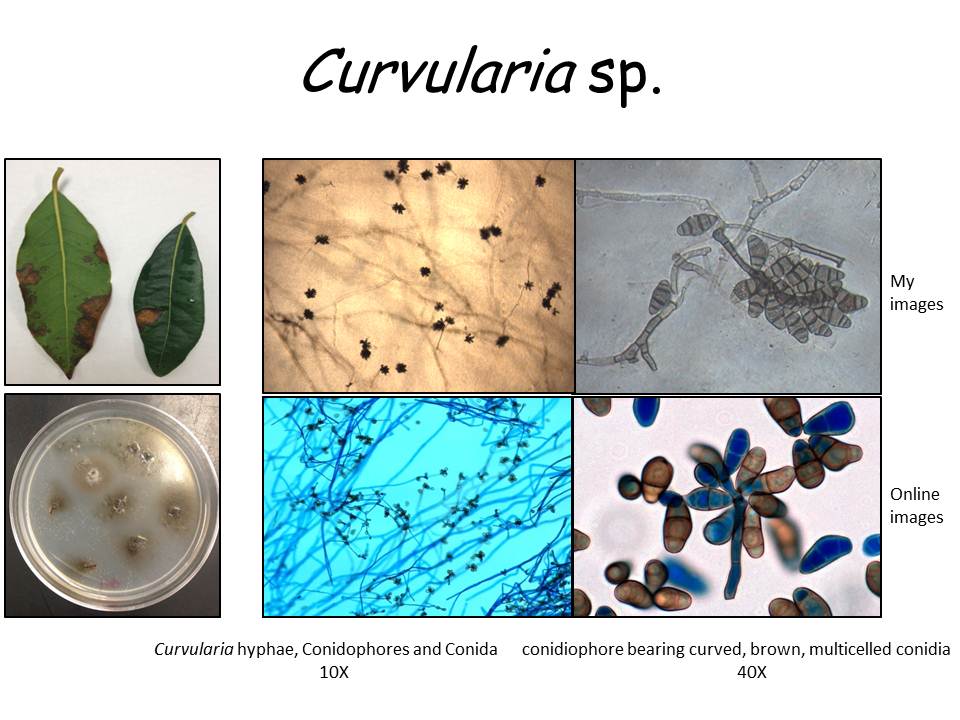 PLPA631 Ginger_Shan Jiang: Isolation of Unknown Fungi