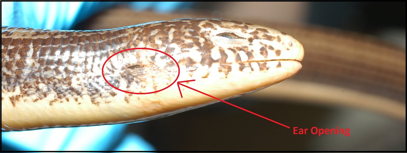 Biology of the Reptilia: Lab 1: General Anatomy of Reptiles. Chalaza ...