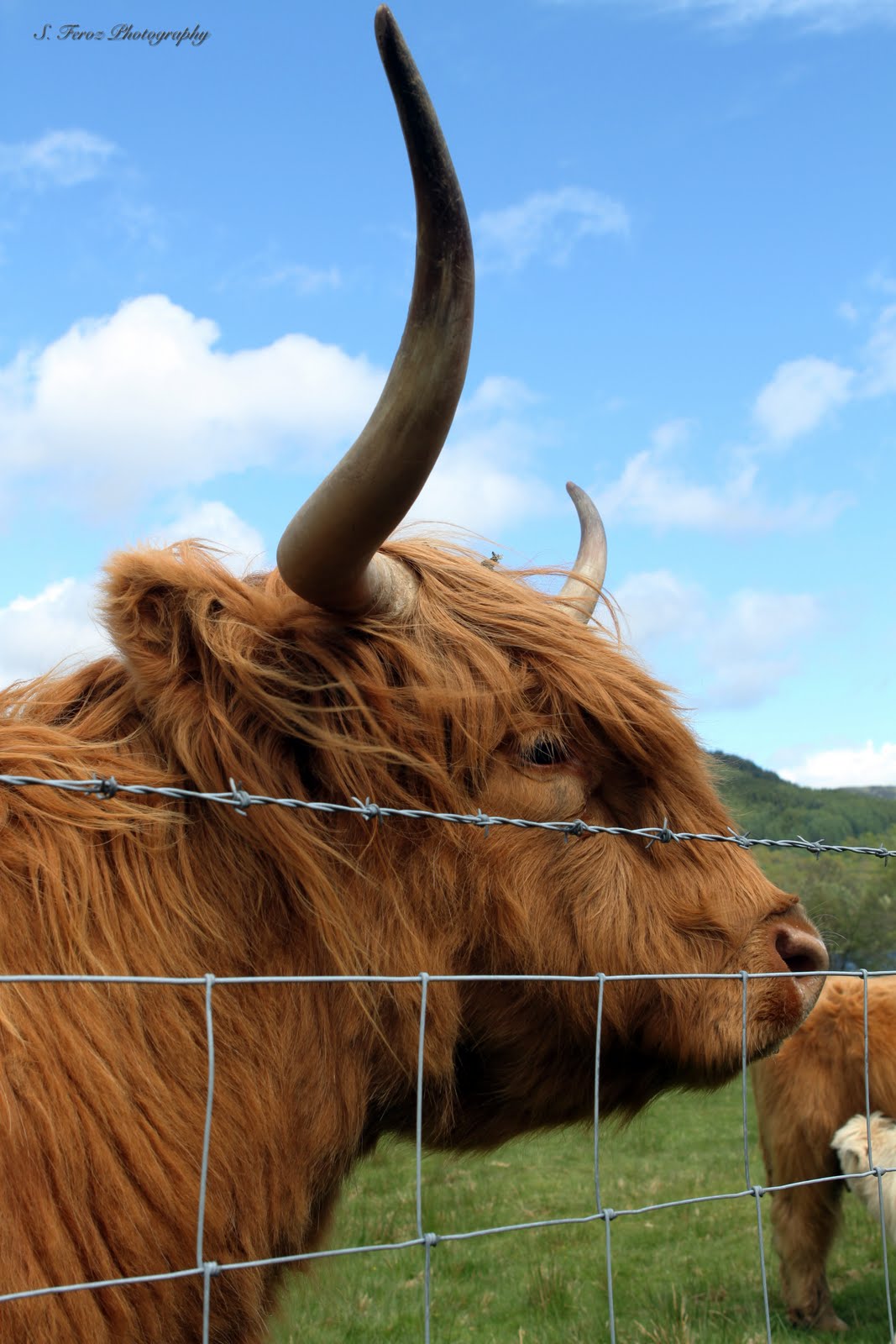 The PhotoShak: The Hairy Coo's