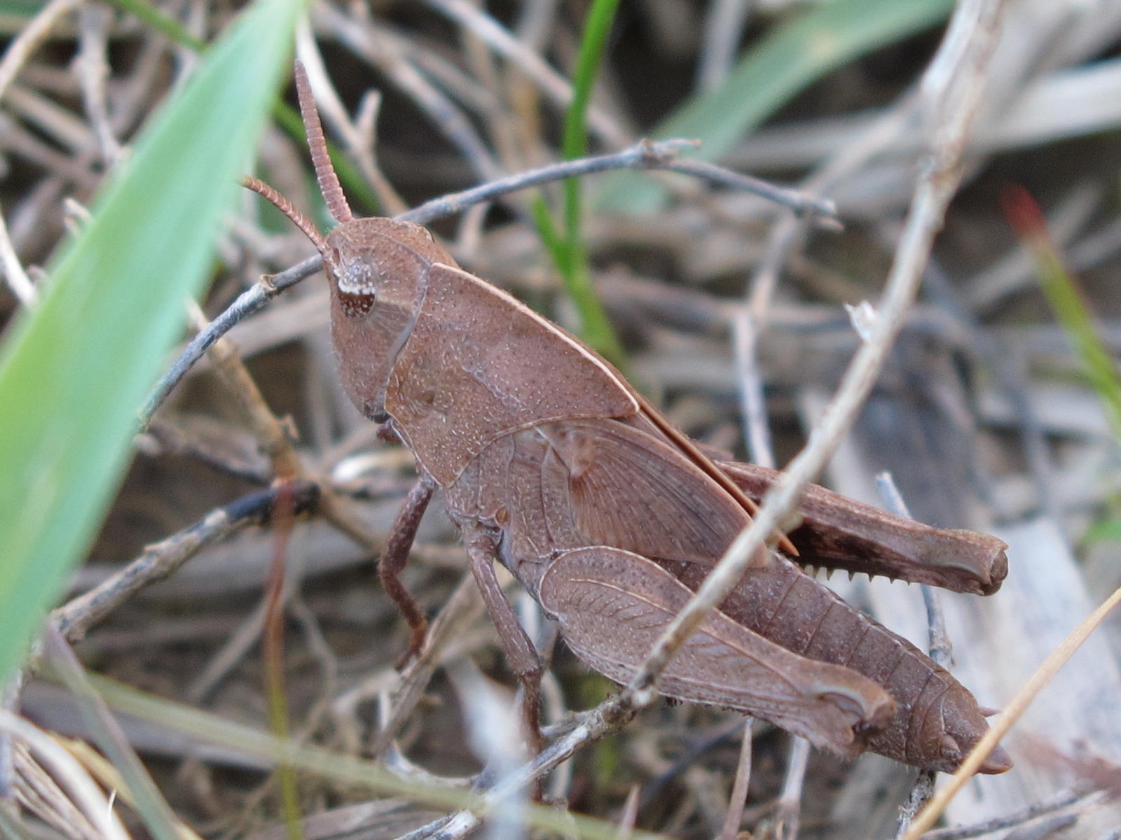 Blue Jay Barrens: Grasshopper