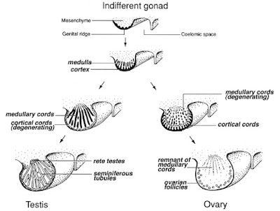 hidatoda: Pembentukan Organ Reproduksi Dalam