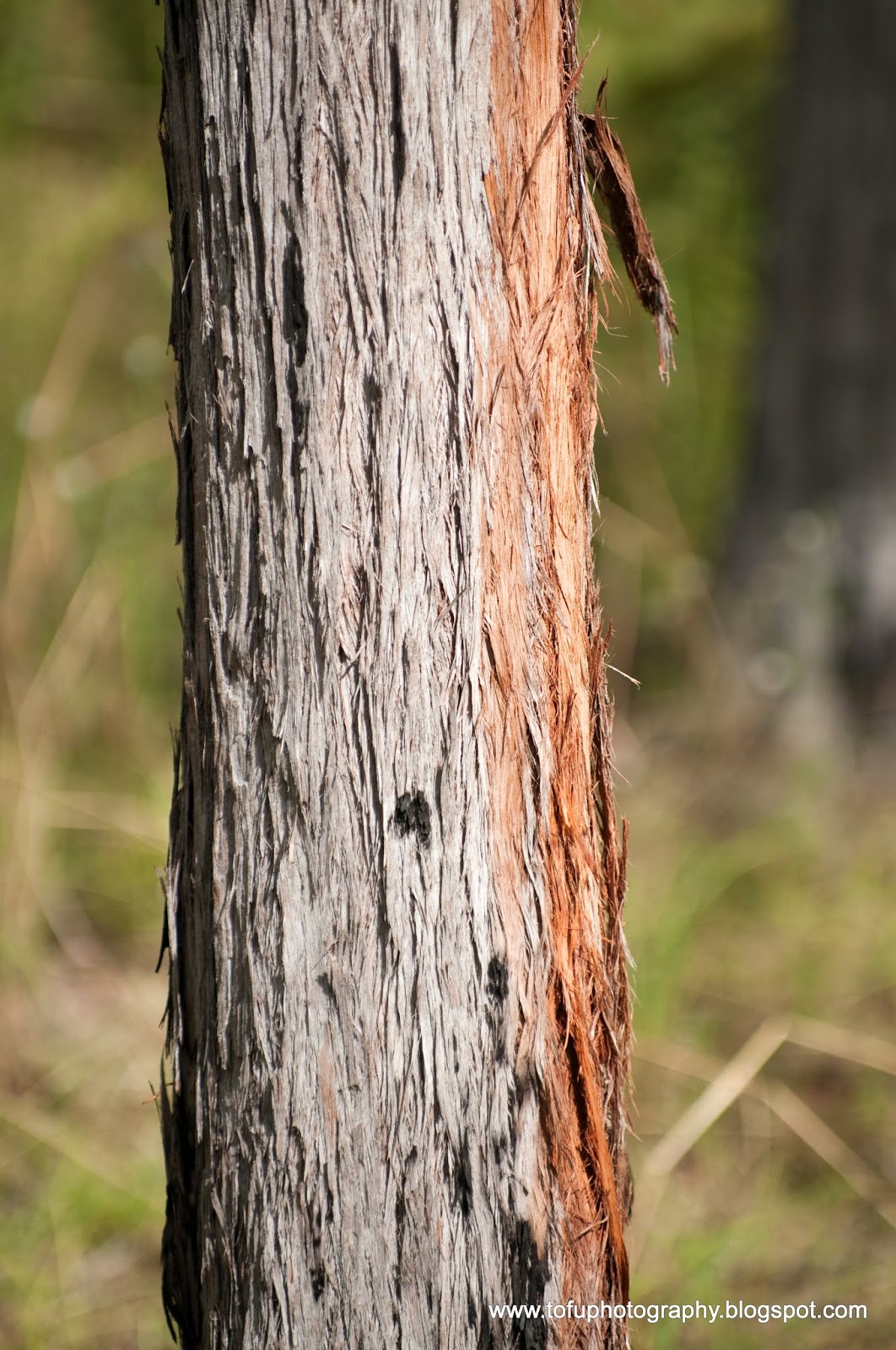 Tofu Photography: The trunk of a tree showing its bark coming off on a ...