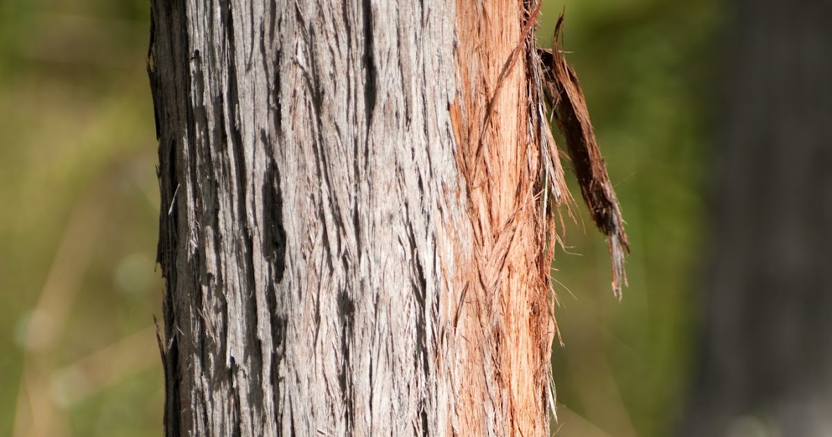 Tofu Photography: The trunk of a tree showing its bark coming off on a ...