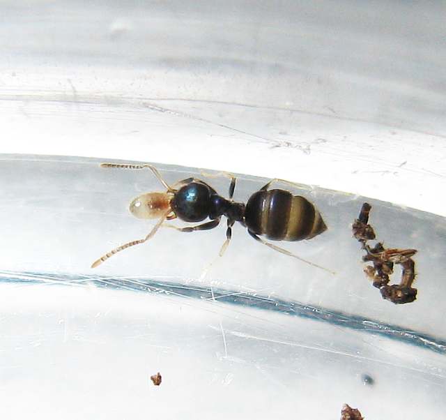 Photos and Info on Ants and Termites of Malaysia: Technomyrmex The ...