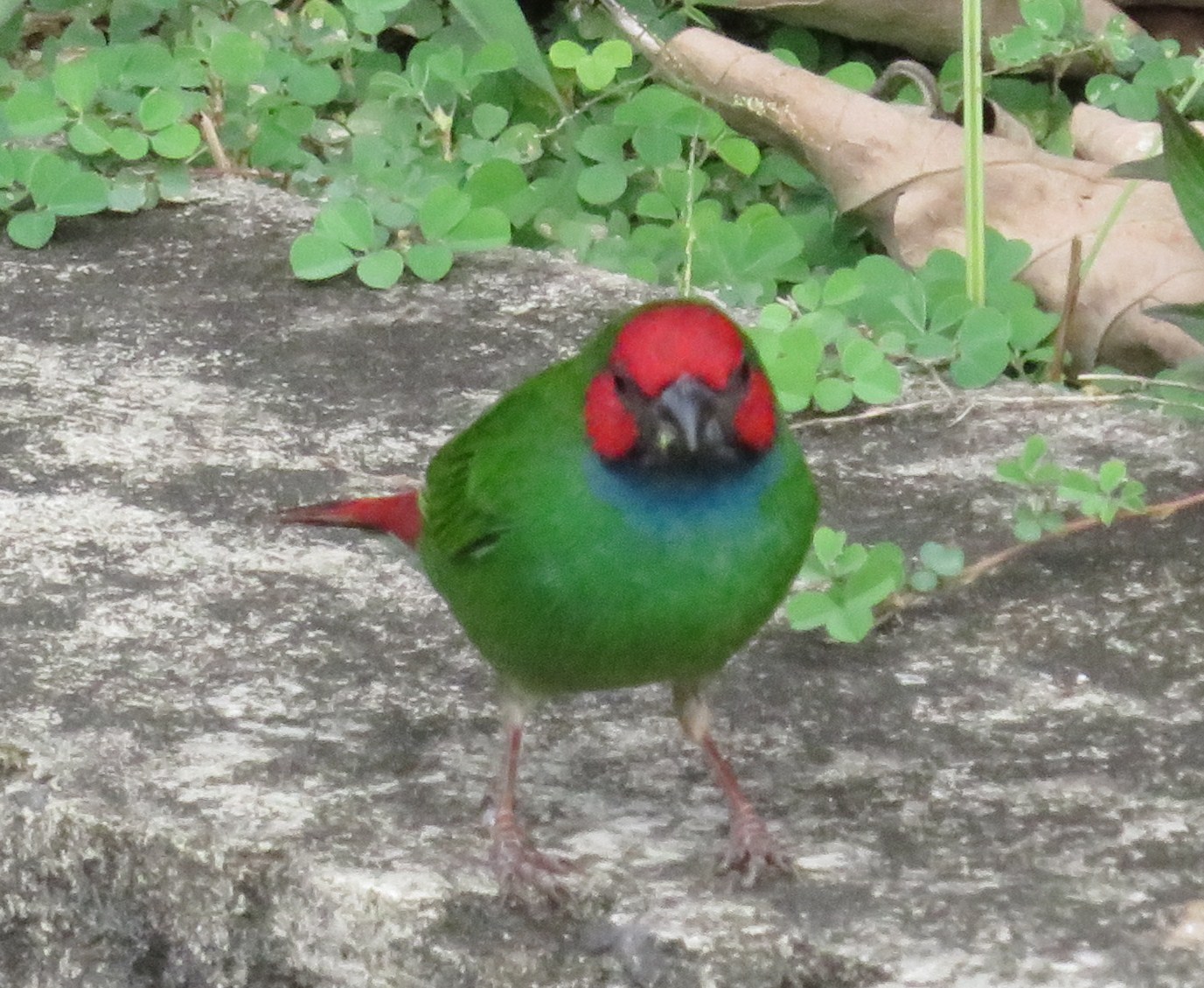 A Human Geographer in Fiji: Red-headed parrot finch and orange-breasted ...