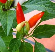 Ramuan Herbal untuk Penyakit Bisul