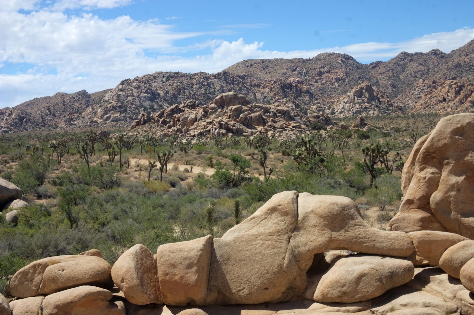 UNIQUELY JOSHUA TREE: ROCK PILES JOSHUA TREE