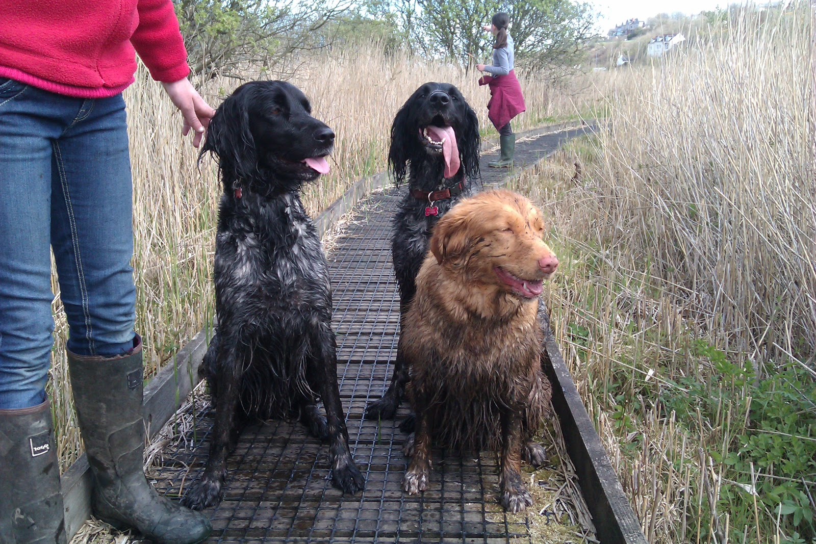 Seahaven Dogs: Bog Dogs