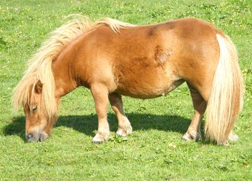 Jenis-jenis Kuda Poni dan Berapa Harganya? | Gemar Ternak dan Kicau Burung