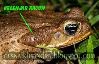 Biology: Perbedaan Katak dan Kodok
