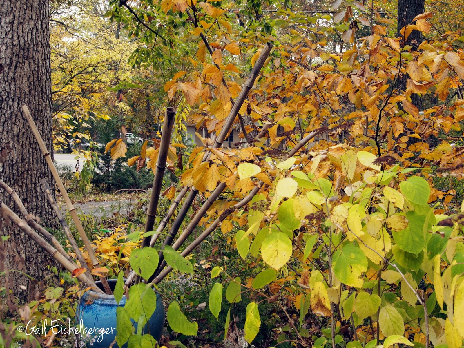 clay and limestone: Wildflower Wednesday: A Fine Native Hydrangea