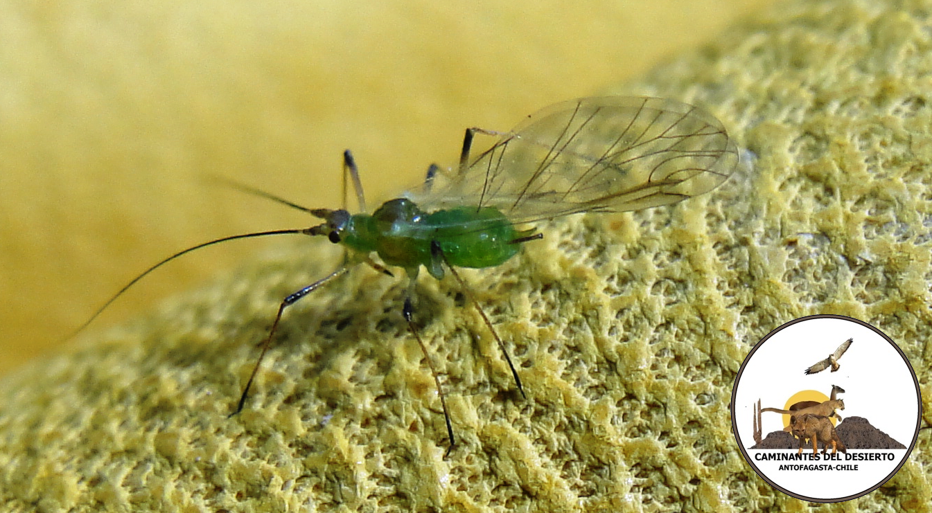 Caminantes del Desierto: CONSERVACIÓN DE LA BIODIVERSIDAD