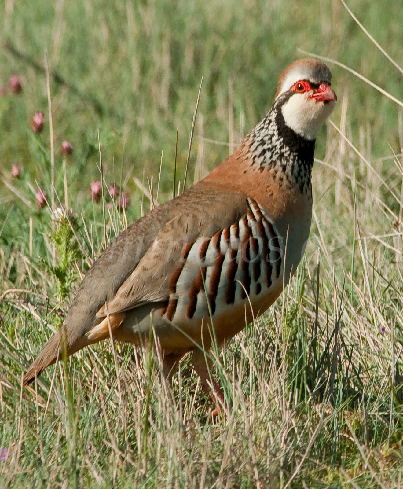 Naturaleza Ribera: Perdíces!!!!, en primavera se dejan ...............