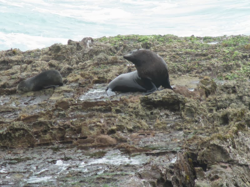 Neuseeland: Rohan (bzw. "MacKenzie Country")