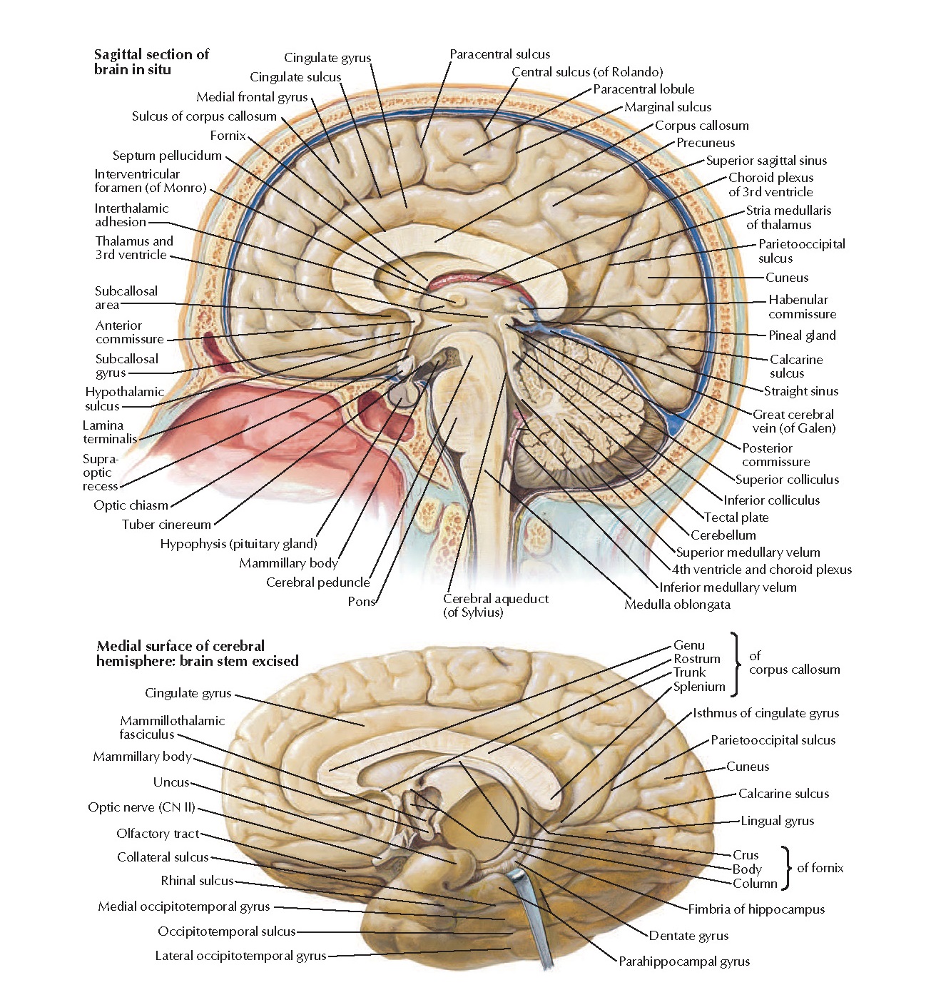 Brain: Medial Views Anatomy - pediagenosis