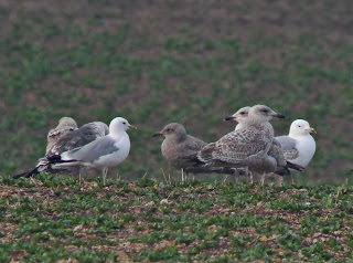 Steve's Birding And Wildlife Blog.: April 2012