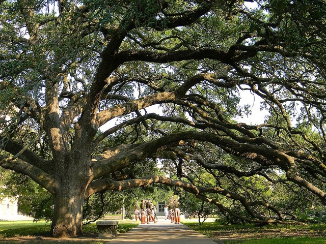 Chasing Roots: Tradition: Century Tree