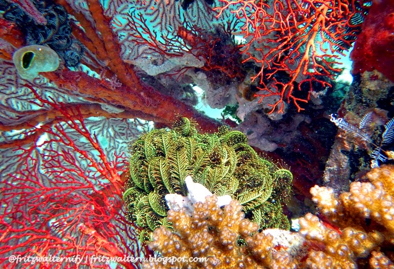 Frisca's Uniquely World: Incredible Kepulauan Balabalagan (Part II ...