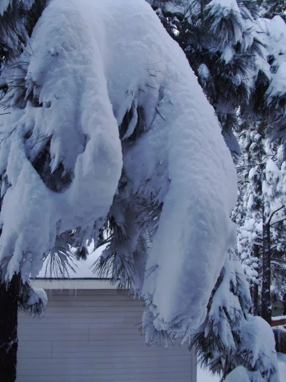 HIGH COUNTRY GARDENER: A KINDER, SHAGGIER GARDEN