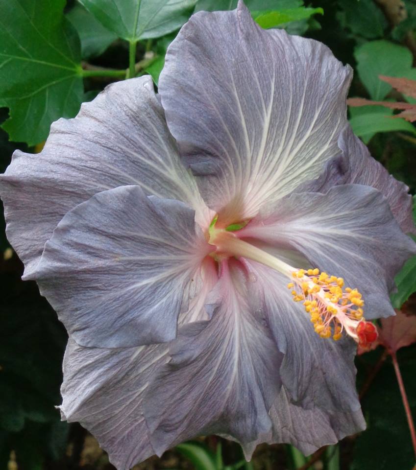Grigio Topo: Grey Hibiscus...🌺🌺🌺🌺🌺