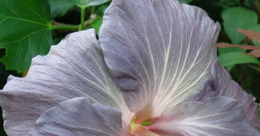 Grigio Topo: Grey Hibiscus...🌺🌺🌺🌺🌺