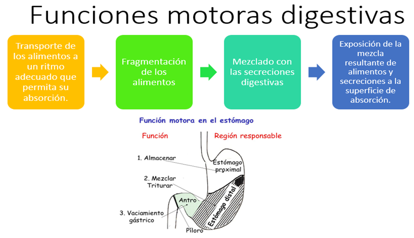 Sistema Gastrointestinal UVM: 2015