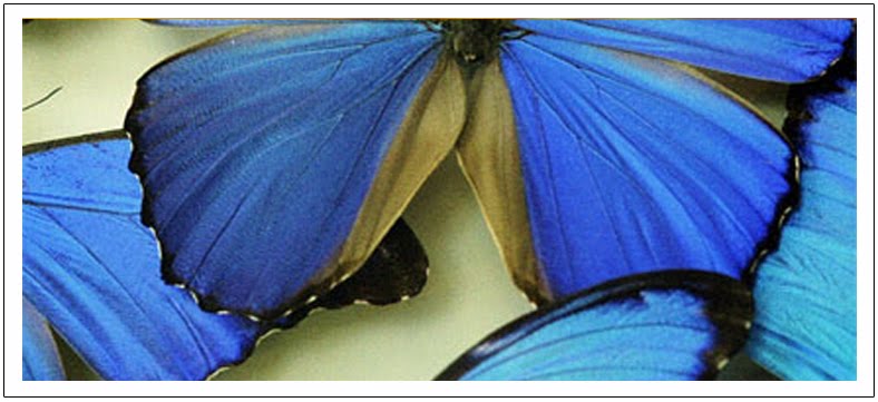 Design Interior Iasi - Vengo design: Albastru