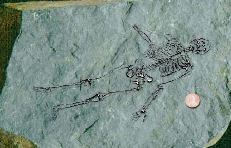 Fósiles diminutos de humanoides de 600 millones de años descubiertos en ...