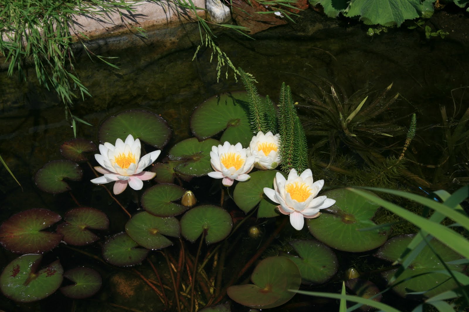 Hanne i haven: Åkander og Clematis.