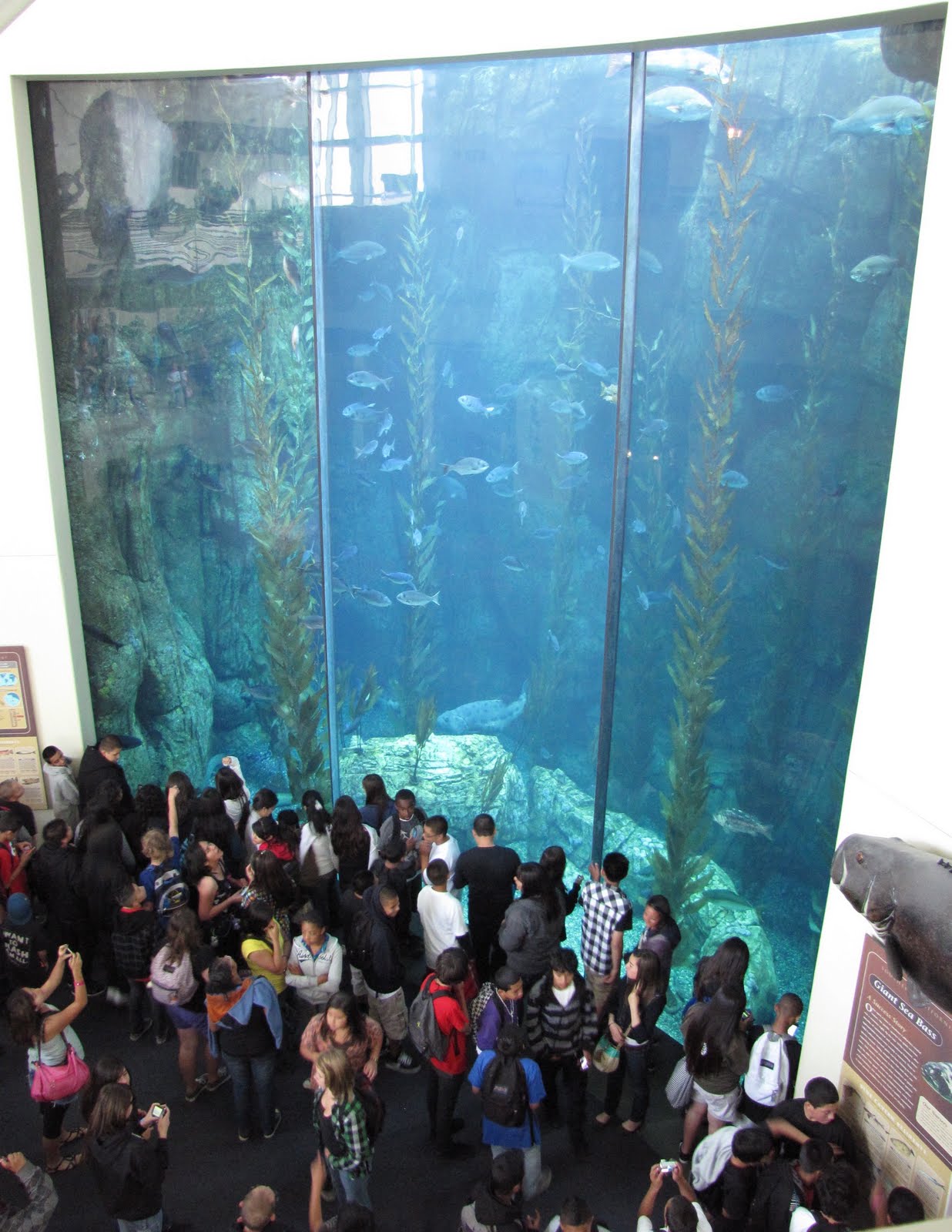 Sense of Misplaced: Aquarium of the Pacific