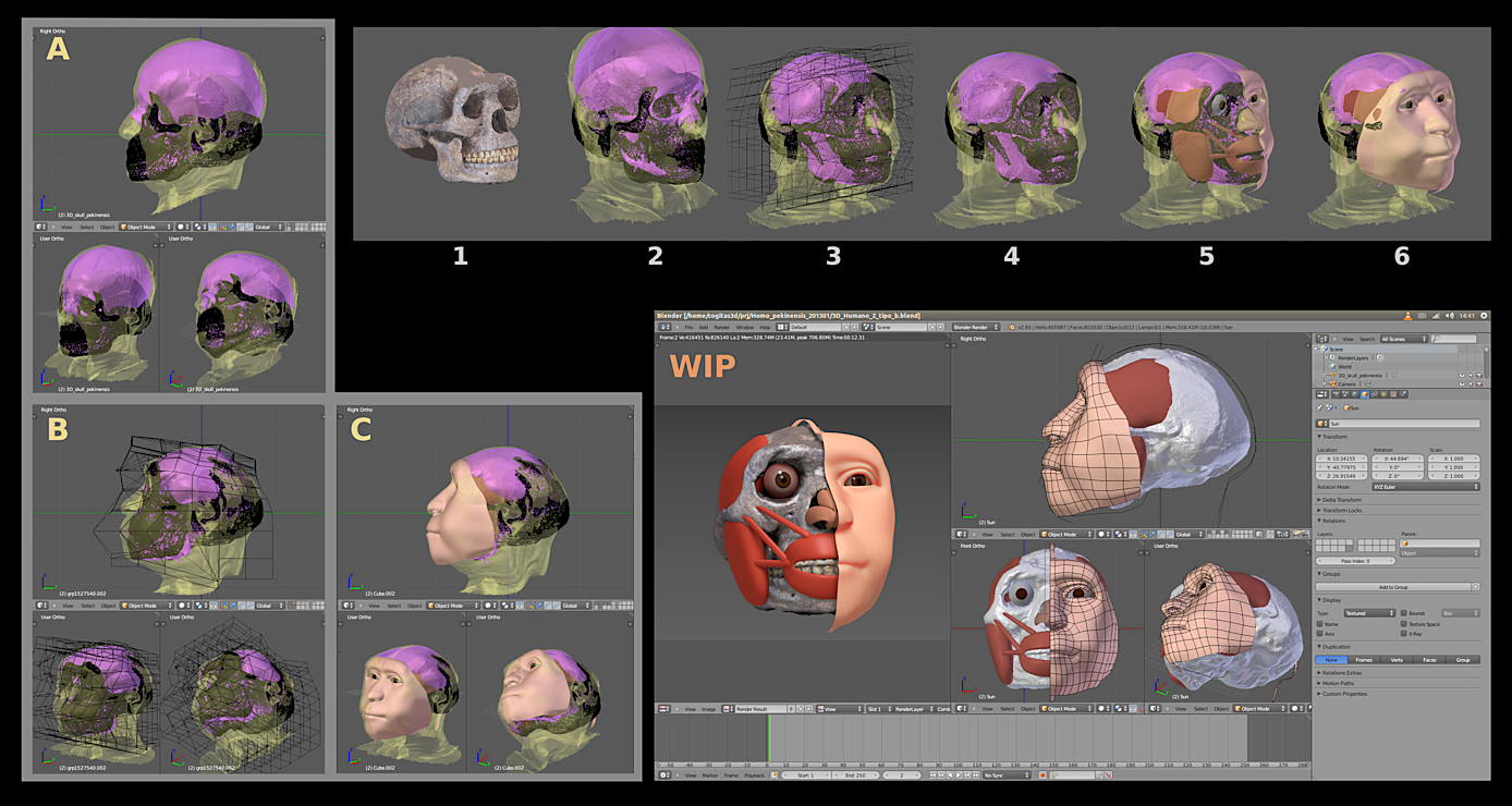 ATOR: Homo erectus pekinensis - Forensic facial reconstruction using a ...