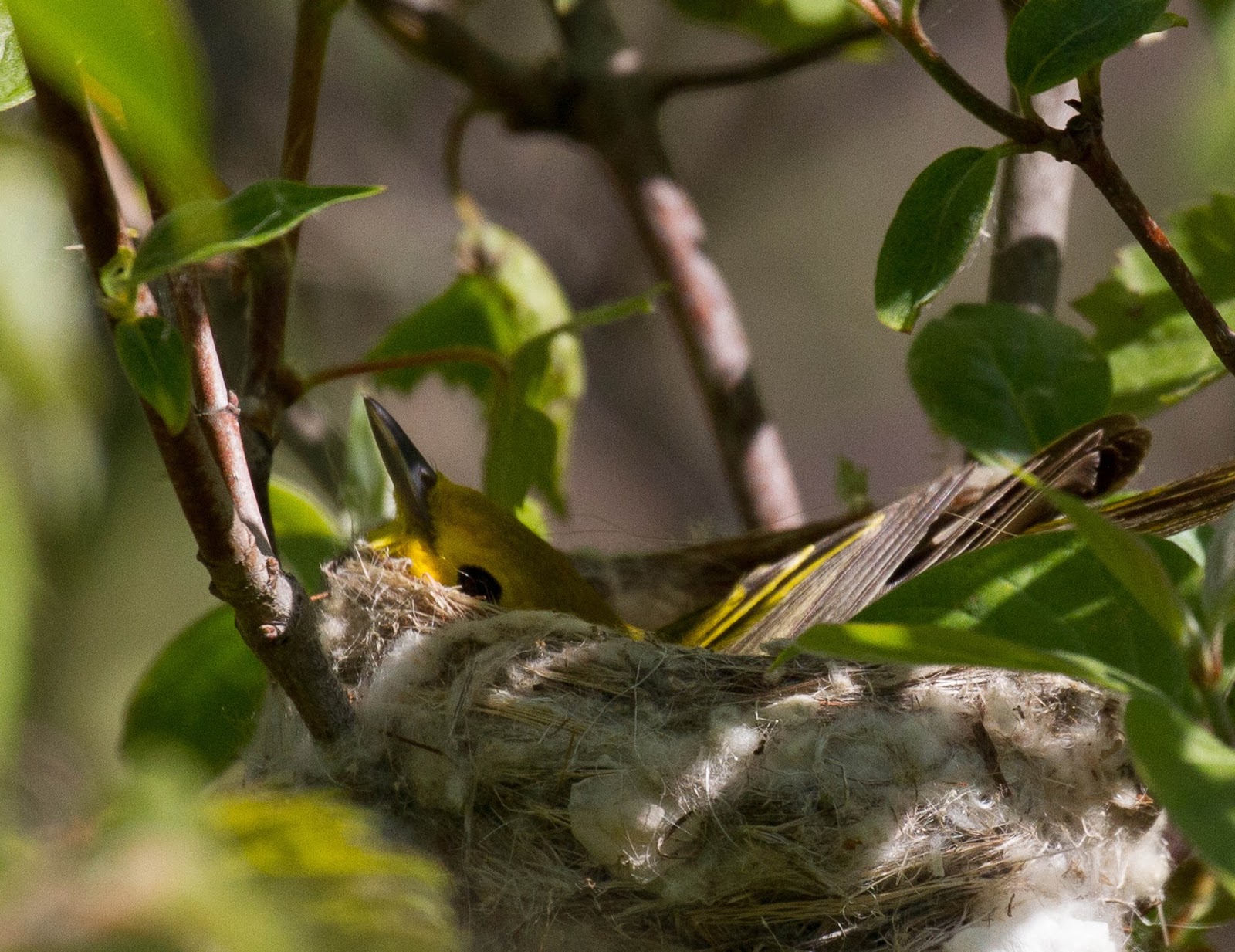 Philly Bird Nerd : May 2016