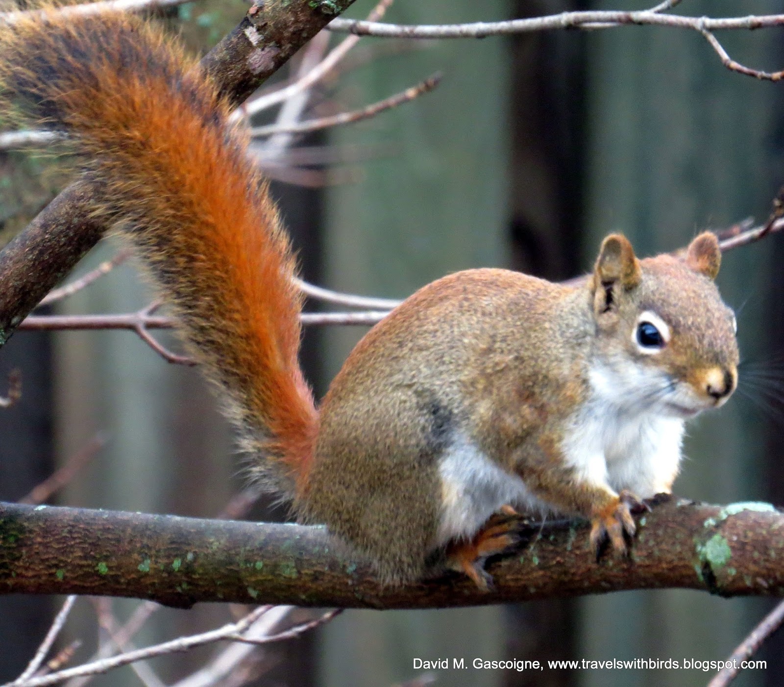 American Red Squirrel (Écureuil roux) - Travels With Birds